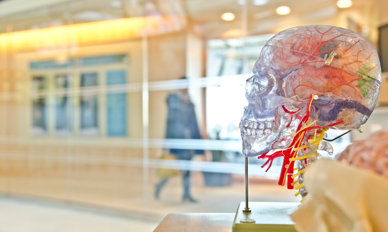 A Squishy Wonder. Brain Structure and Function - Brainwave Trust Aotearoa